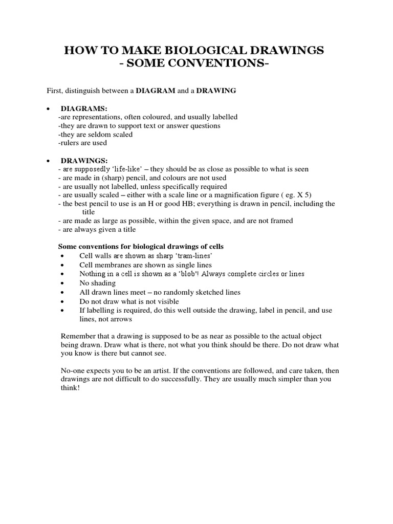 How To Make Biological Drawings | PDF