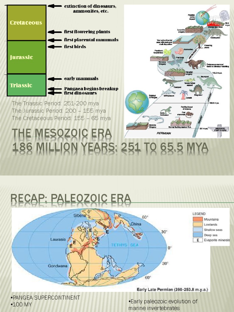 The Mesozoic Era | PDF | Cretaceous | Reptile