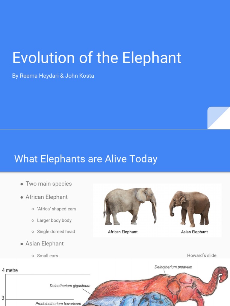 Timeline of Elephant Evolution | PDF | Proboscideans | Elephant