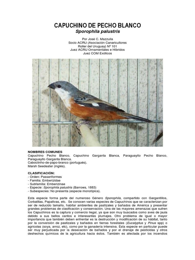 Capuchino Pecho Blanco: Conservación y Características | PDF | Huevo | Aves