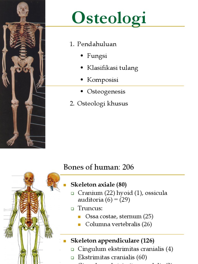 Axial Skeleton | PDF | Vertebra | Skull