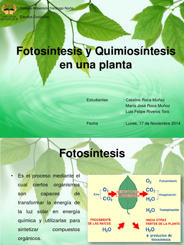 Fotosíntesis y Quimiosíntesis en Una Planta | PDF