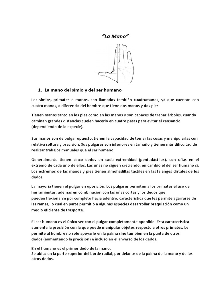 Anatomía y función de la mano simiana | PDF | Mano | Extremidades ...