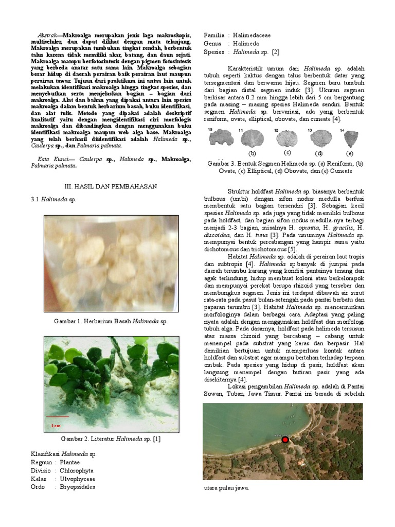 Klasifikasi dan Morfologi Halimeda sp. | PDF