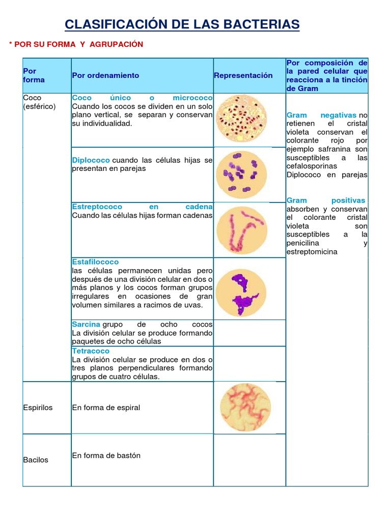 Clasificación de Las Bacterias Archivo Completo 2 | Las bacterias ...