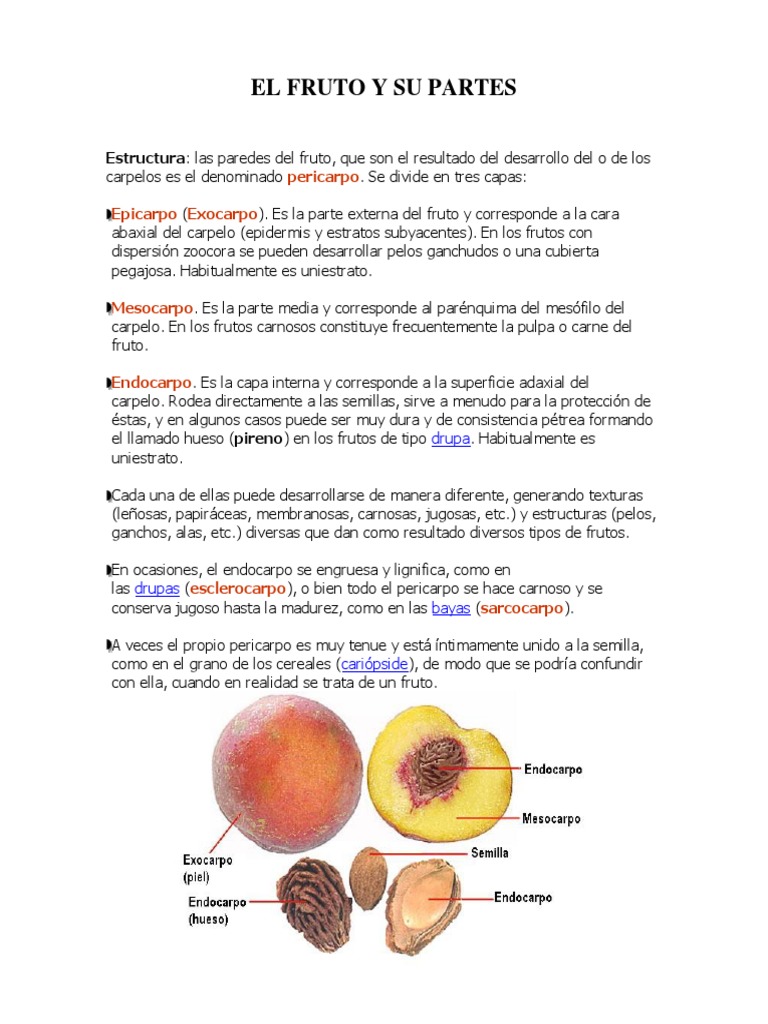El Fruto y Su Partes | Reproducción de plantas | Fruta