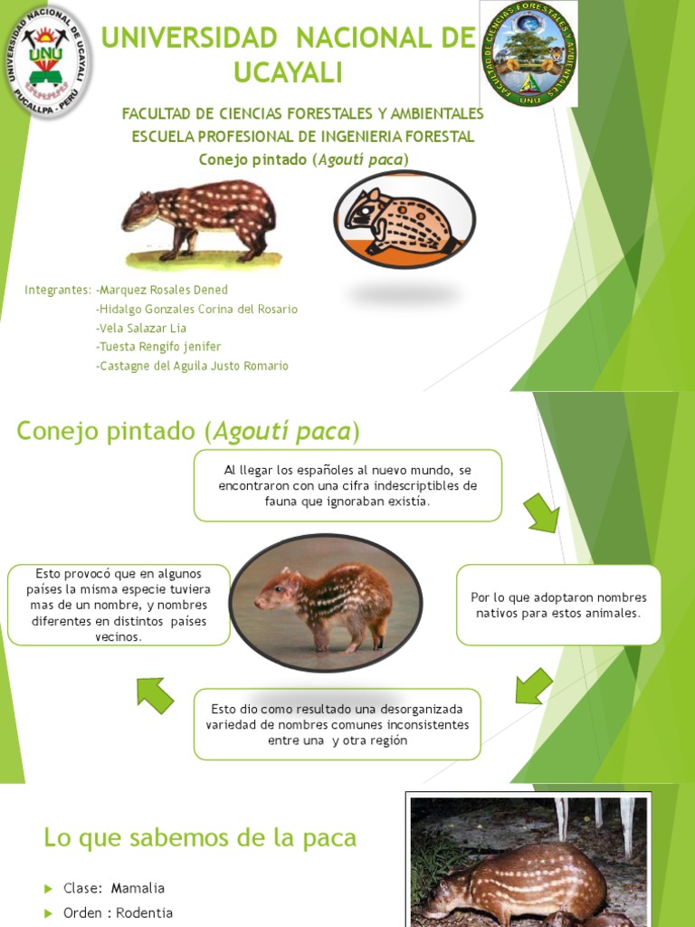Conejo Pintado: Características y Hábitat | PDF | Naturaleza