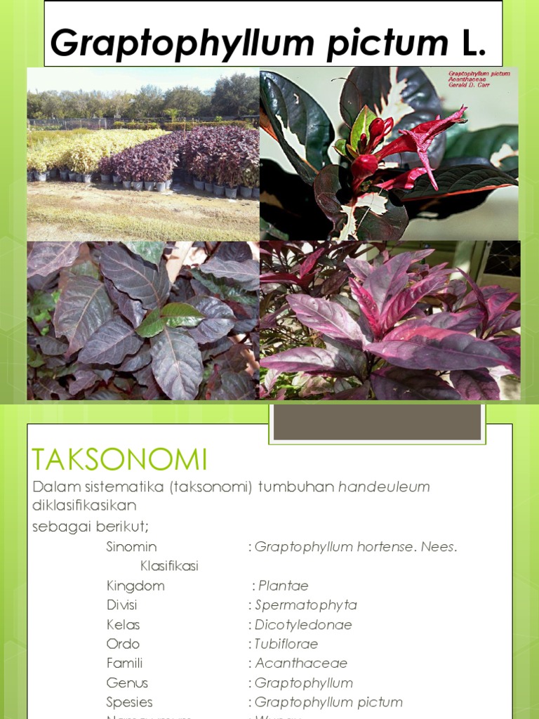 Graptophyllum Pictum L | PDF