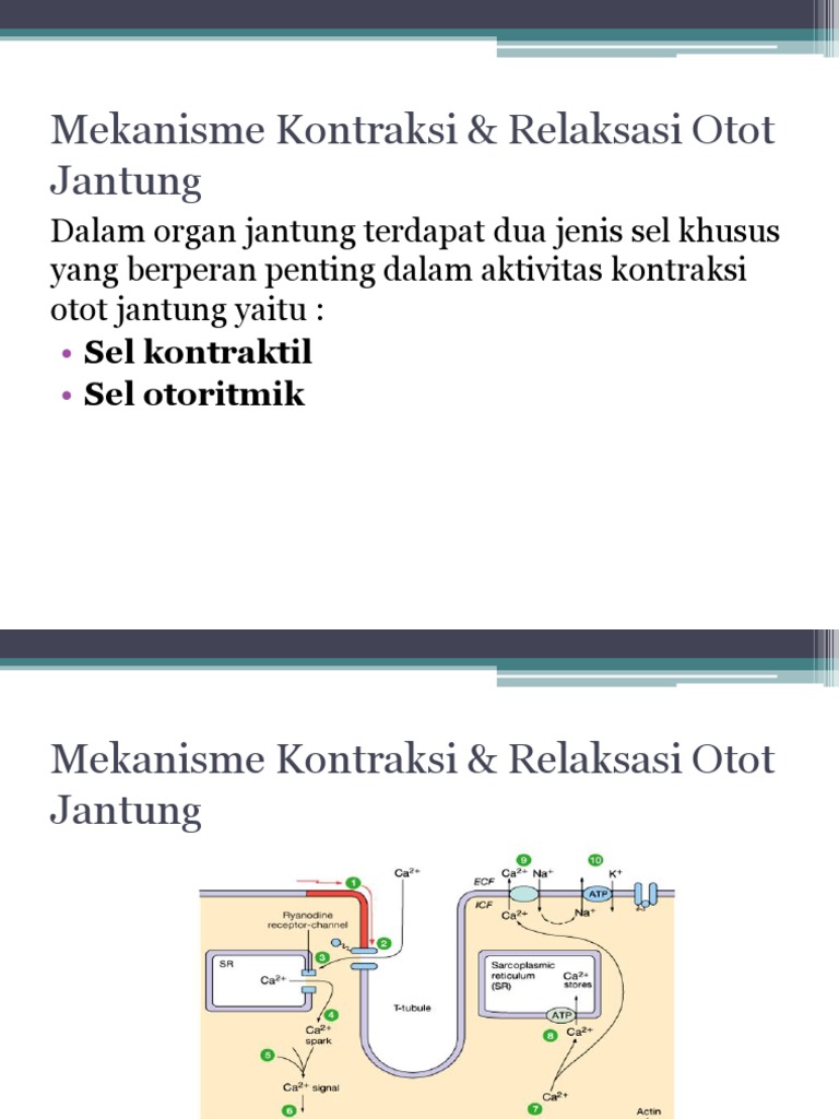 Mekanisme Kontraksi & Relaksasi Otot Jantung | PDF