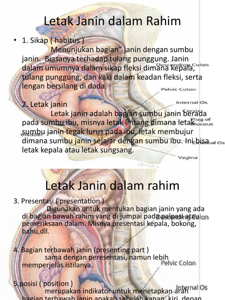 Letak Janin Dalam Rahim | PDF
