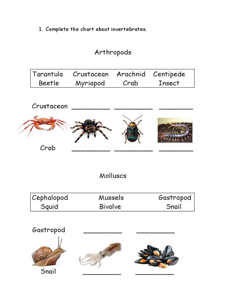 Complete The Chart About Invertebrates | PDF