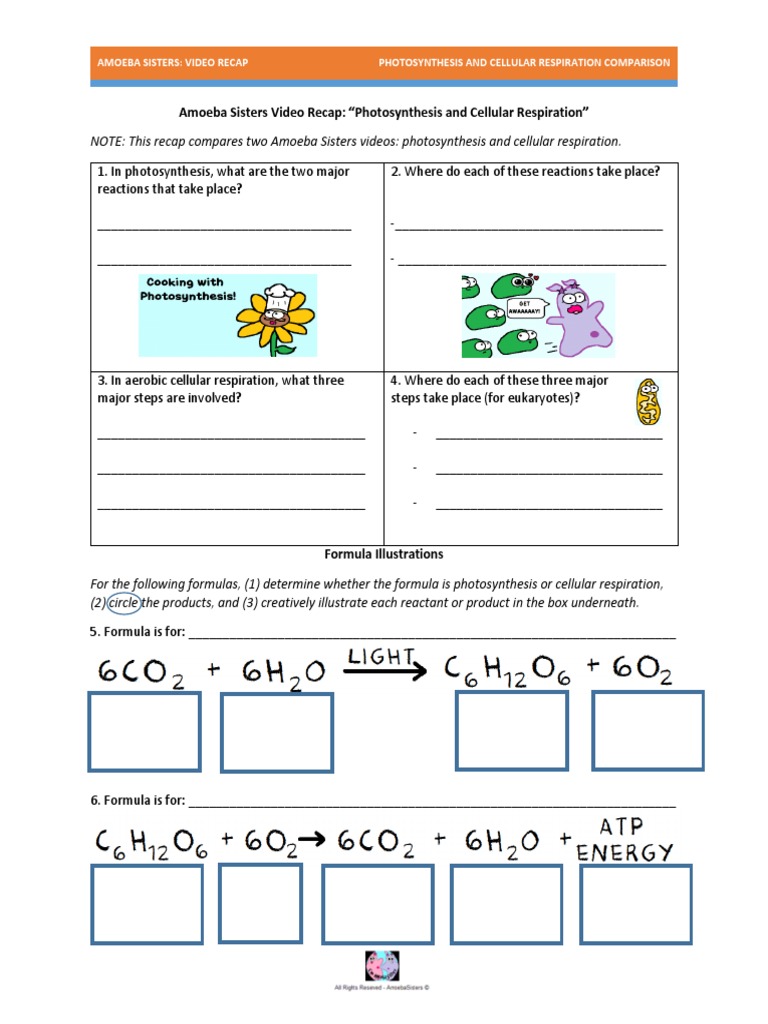 Photosynthesis vs. Cellular Respiration | PDF
