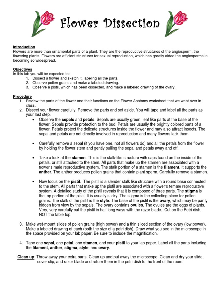 Flower Dissection Lab | PDF | Flowers | Petal