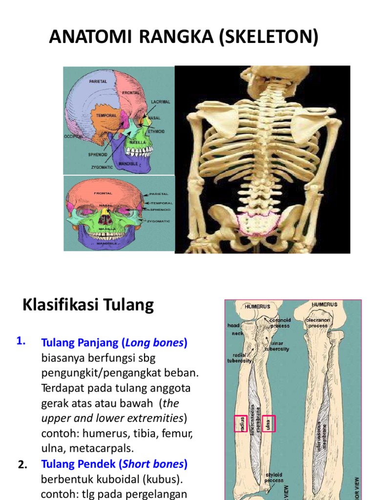Anatomi Rangka | PDF