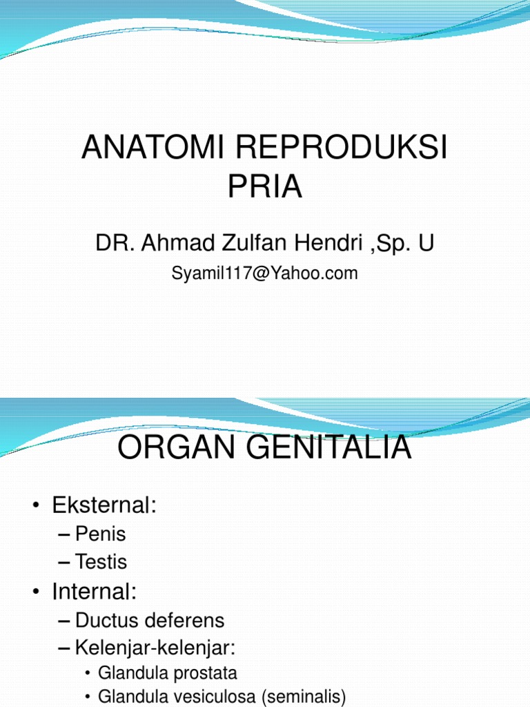 Anatomi Reproduksi Pria: DR. Ahmad Zulfan Hendri, Sp. U | PDF