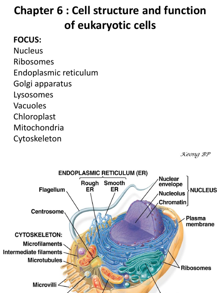 Chapter 6 - Cell Structure and Function | PDF | Endoplasmic Reticulum ...
