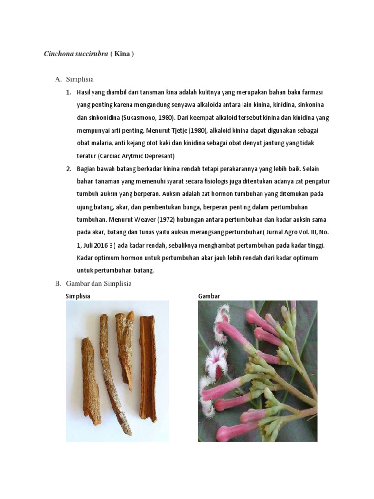 Cinchona Succirubra | PDF
