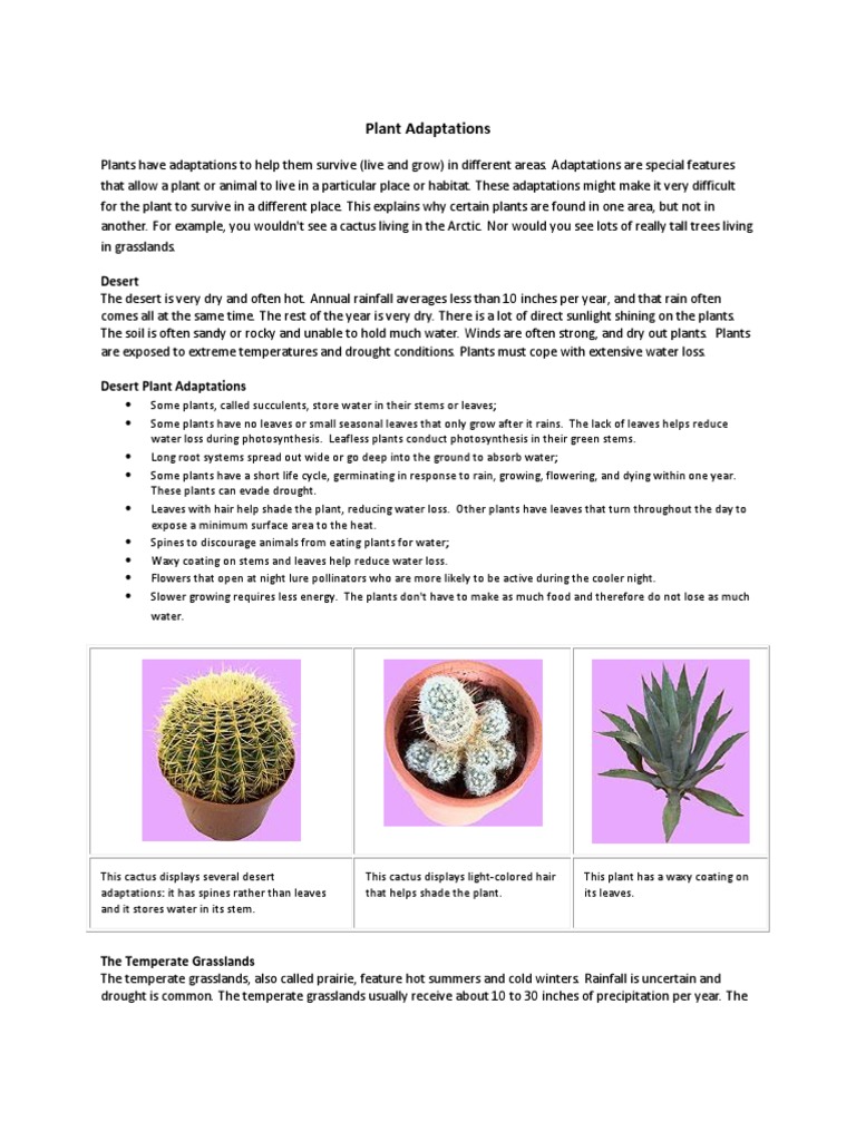 Plant Adaptations | PDF | Rainforest | Plants