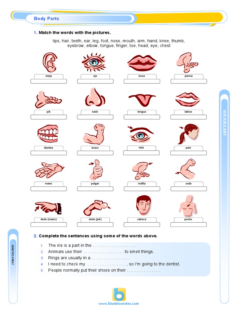 Body Parts PARTES DEL CUERPO EN INGLÉS | PDF