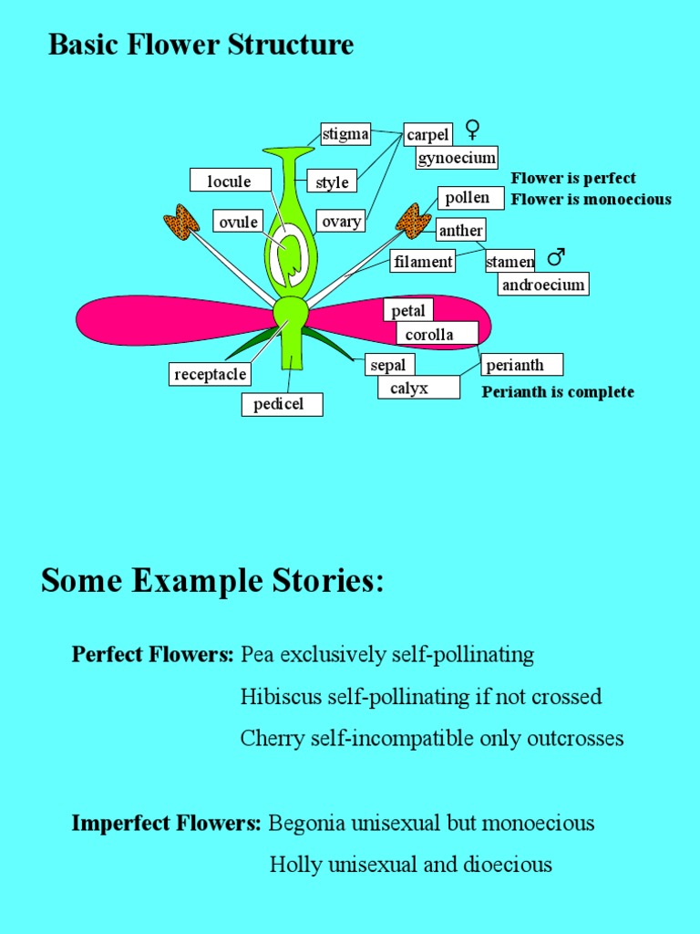 Basic Flower Structure | PDF | Petal | Flowers