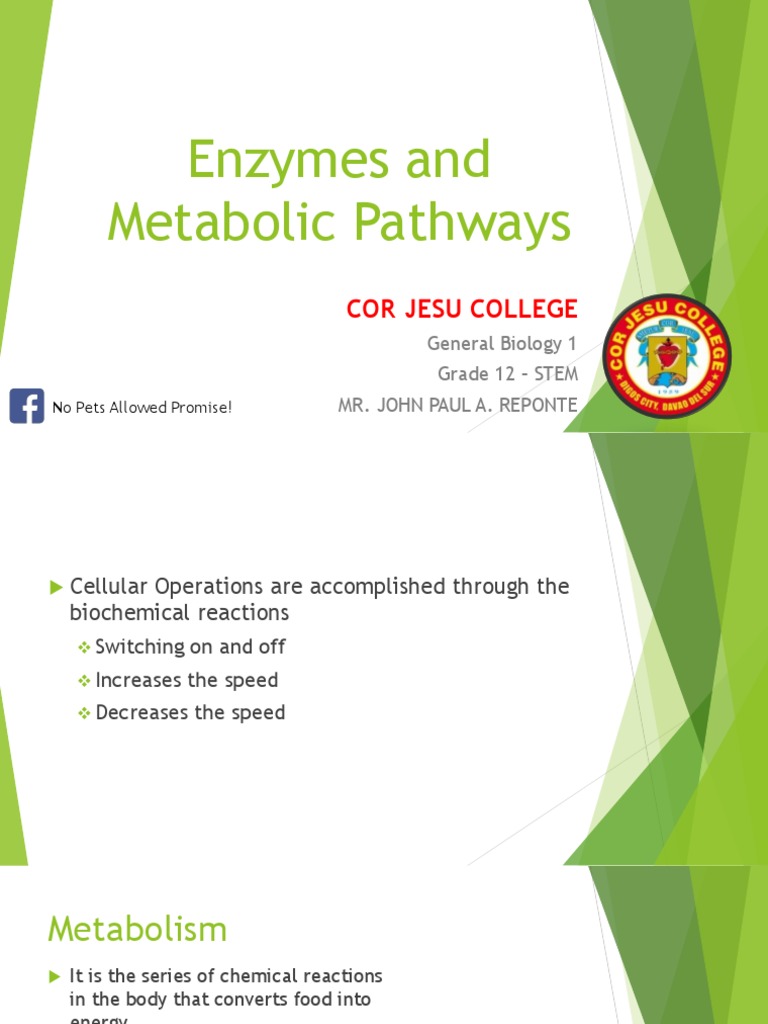 Enzymes and Metabolic Pathways | PDF | Enzyme | Cofactor (Biochemistry)