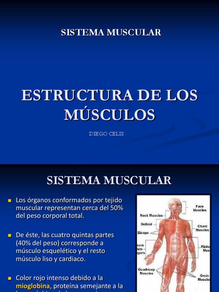 Estructura de Los Músculos | Descargar gratis PDF | Contracción ...