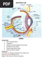 Anatomía de la Cápsula de Tenon | PDF | Ojo | Anatomía de los primates