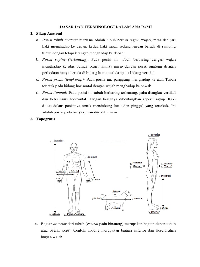 Dasar Dan Terminologi Dalam Anatomi | PDF