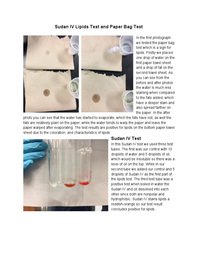 Sudan IV and Paper Bag Lipid Tests | PDF