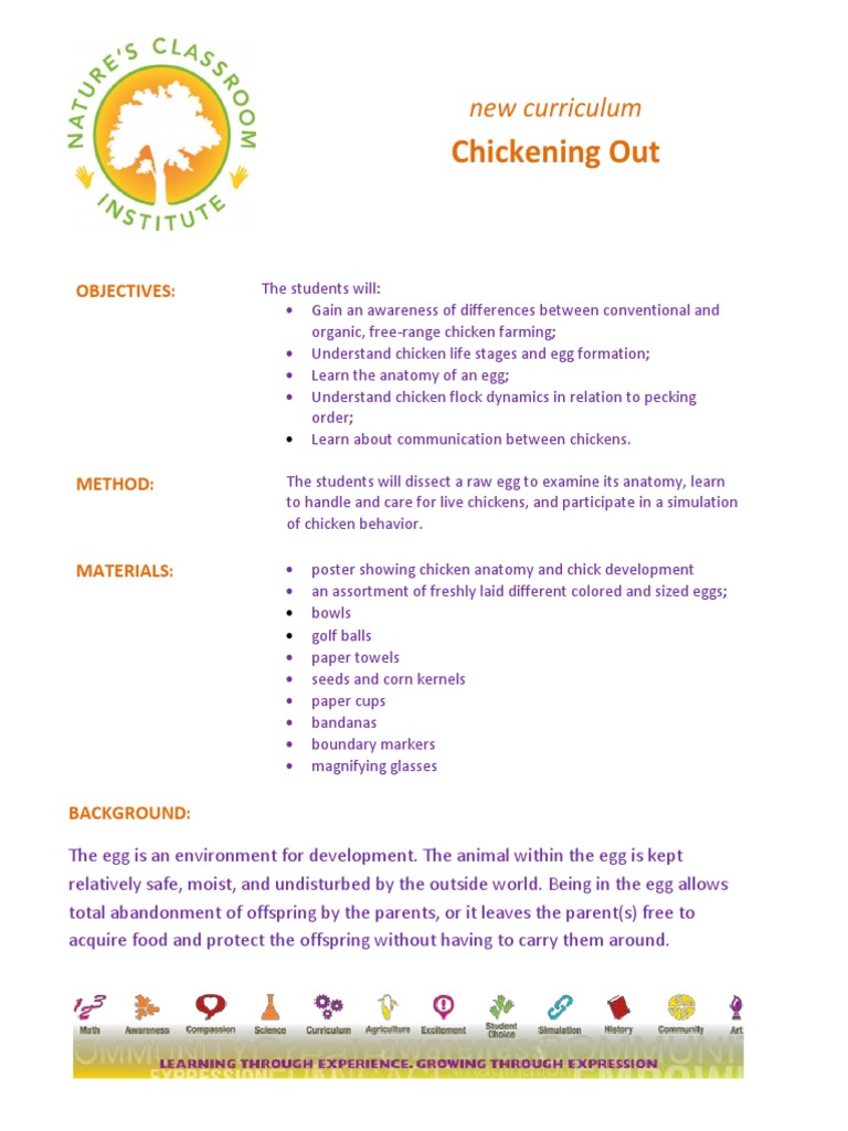 Chickening Out.01 | PDF | Chicken | Egg As Food