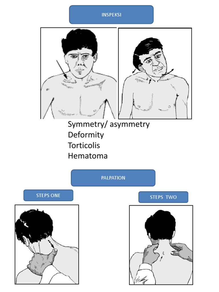 Cervical Examination | PDF | Anatomical Terms Of Motion | Human Anatomy
