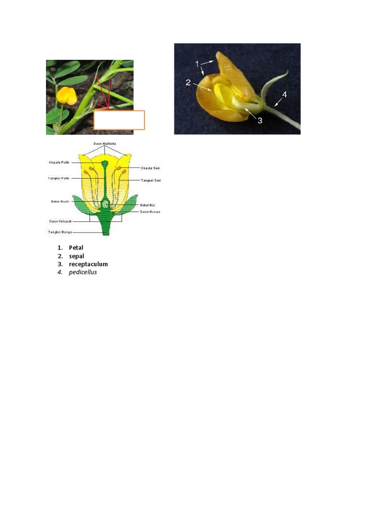 Petal 2. Sepal 3. Receptaculum: 4. Pedicellus | PDF