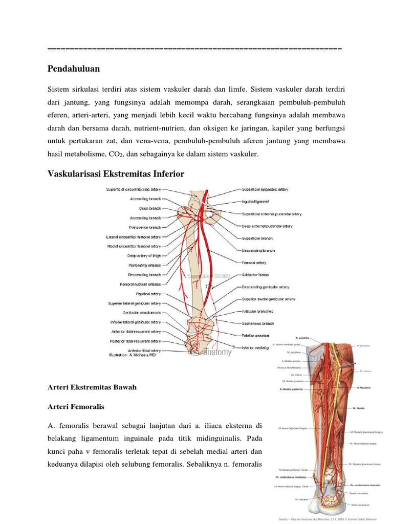 PBL - Vaskularisasi Pada Ekstremitas Inferior | PDF