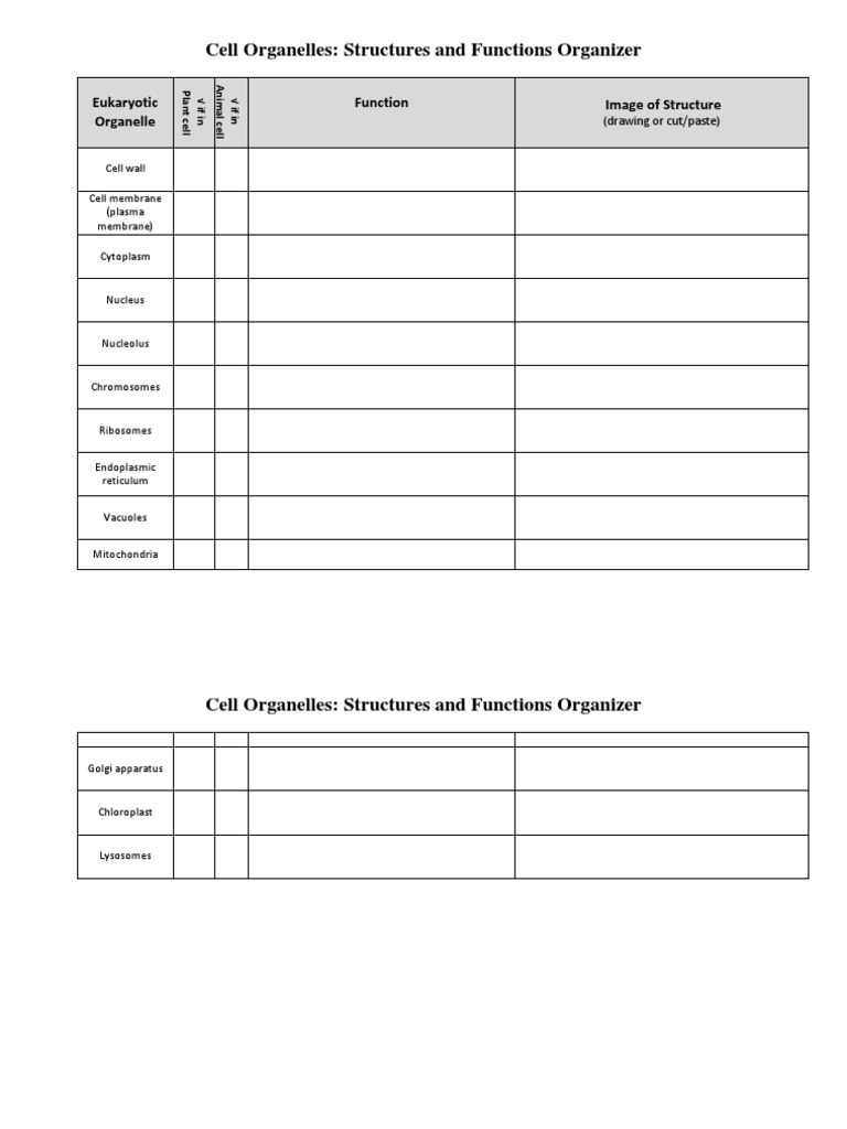 Organelle Graphic Organizer | PDF