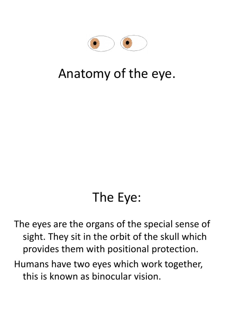 Anatomy of the Eye Explained | PDF | Eye | Human Eye