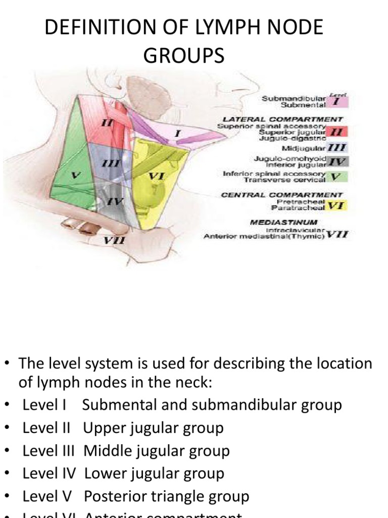 Definition of Lymph Node Groups Neck Dissecton | PDF | Neck | Animal ...