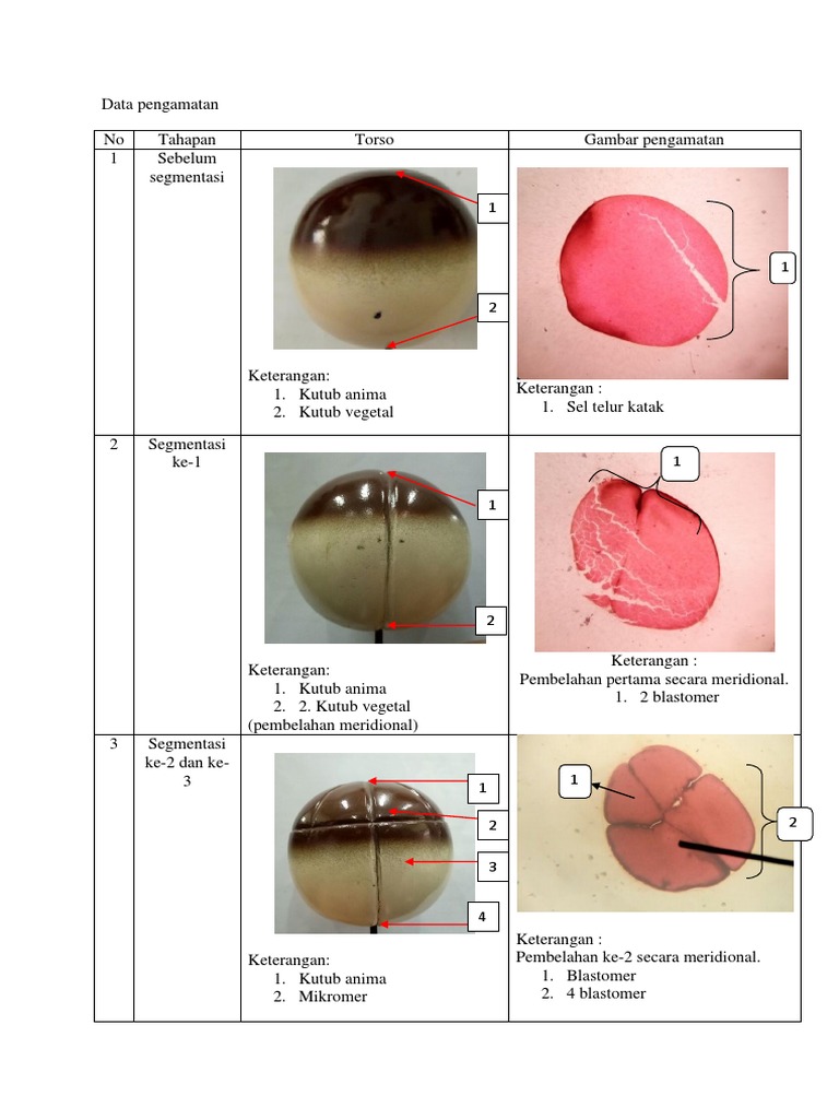 Data Pengamtan Perkembangan Embrio Katak