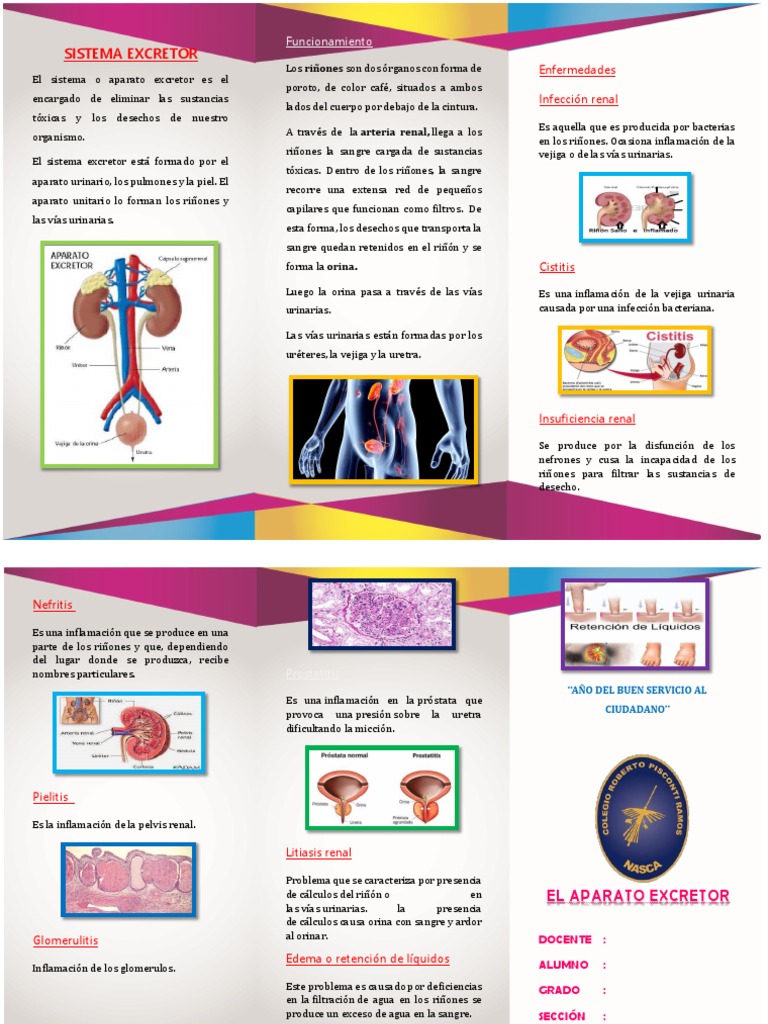 Triptico Sistema Excretor Enfermedades 2 | Sistema urinario | Riñón