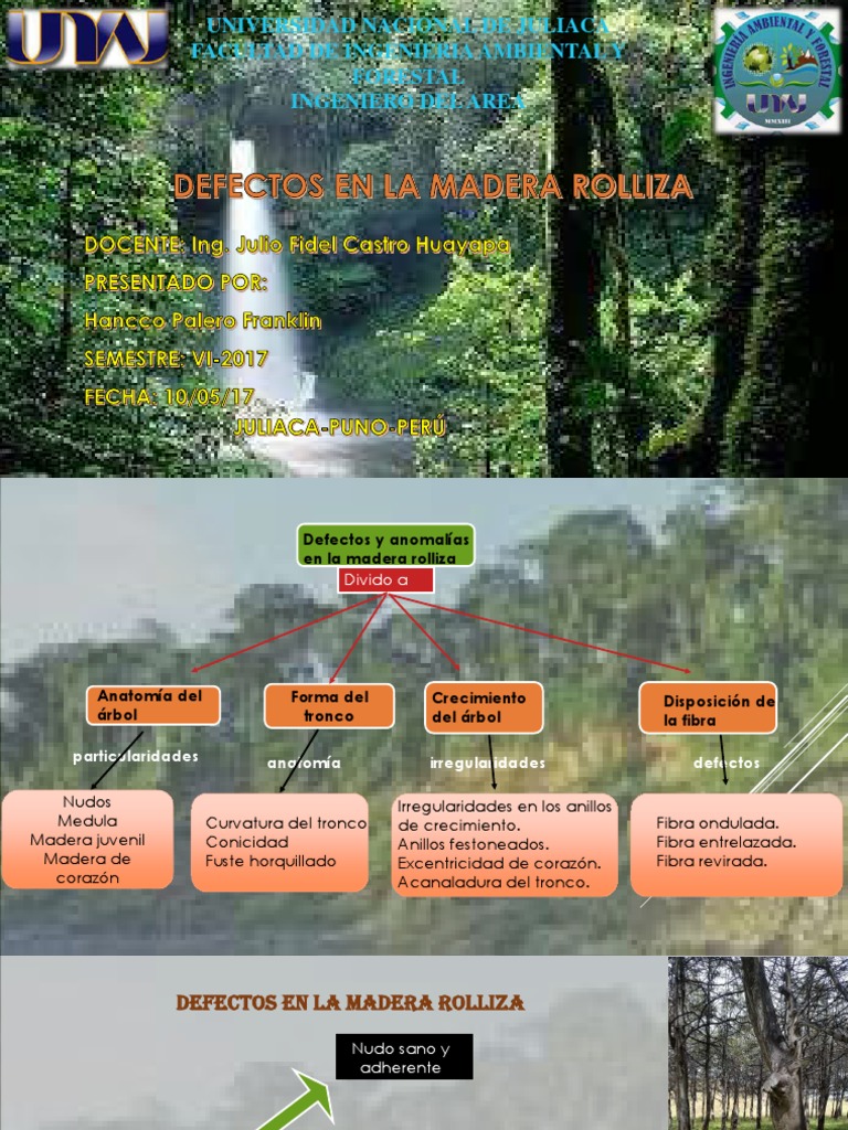 TEMA 12 Defectos en La Madera Rolliza PDF | PDF | Arboles | Madera