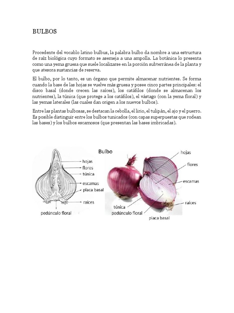 BULBOS | PDF | Bulbo | Vegetales