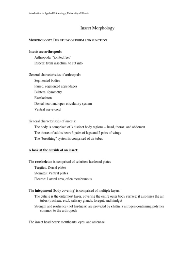 Insect Morphology | PDF | Insects | Animal Anatomy