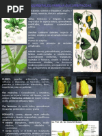 30 Vegetales Con Sus Cromosomas | PDF