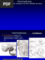 Odontogenese Texto | PDF | Dente | Áreas da odontologia
