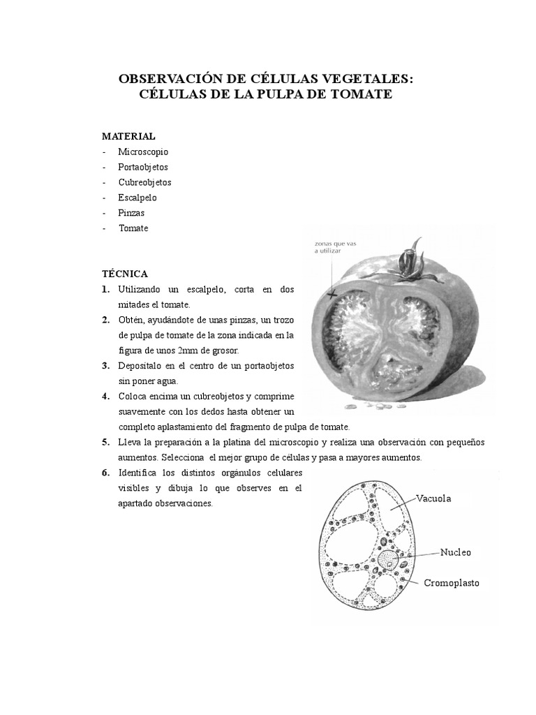 Tomate Celula