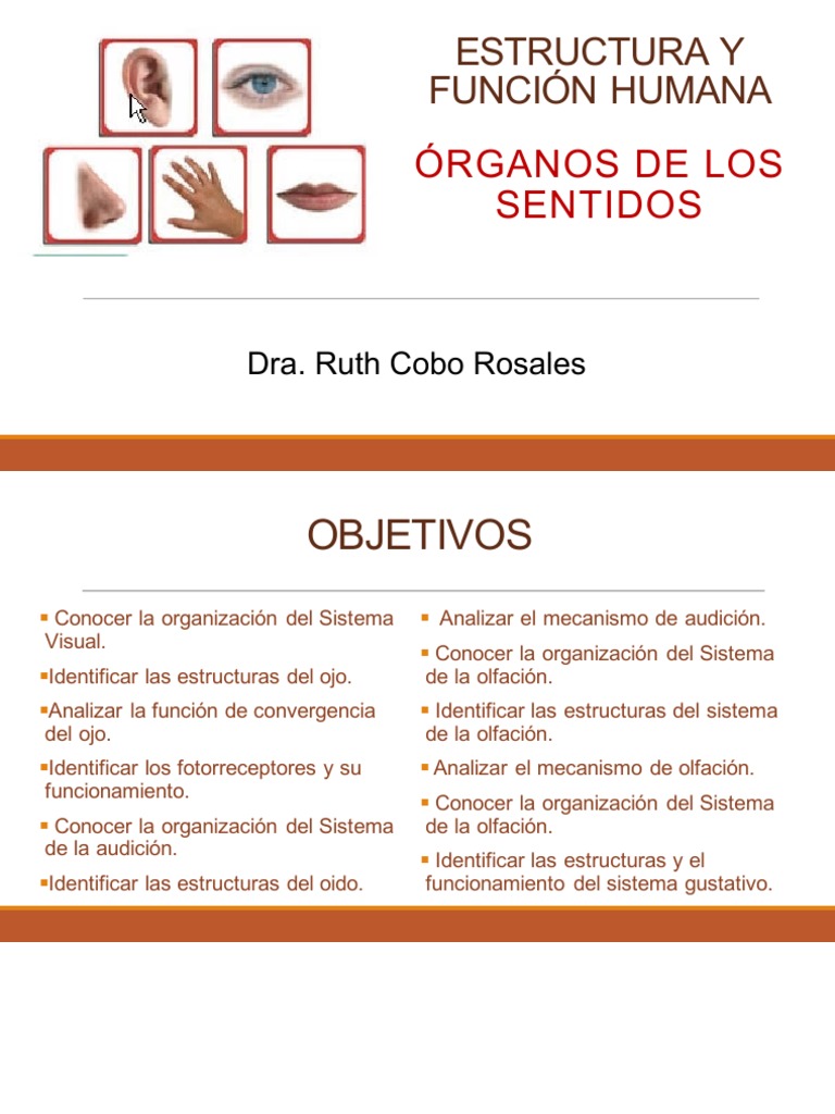 Estructura y Función de los Sentidos | PDF | Oído | Ojo humano