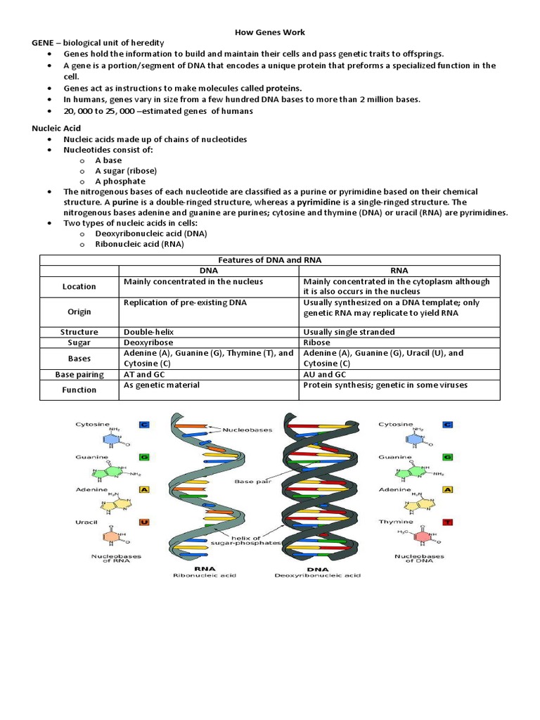 How Genes Work GENE - Biological Unit of Heredity | PDF | Rna ...