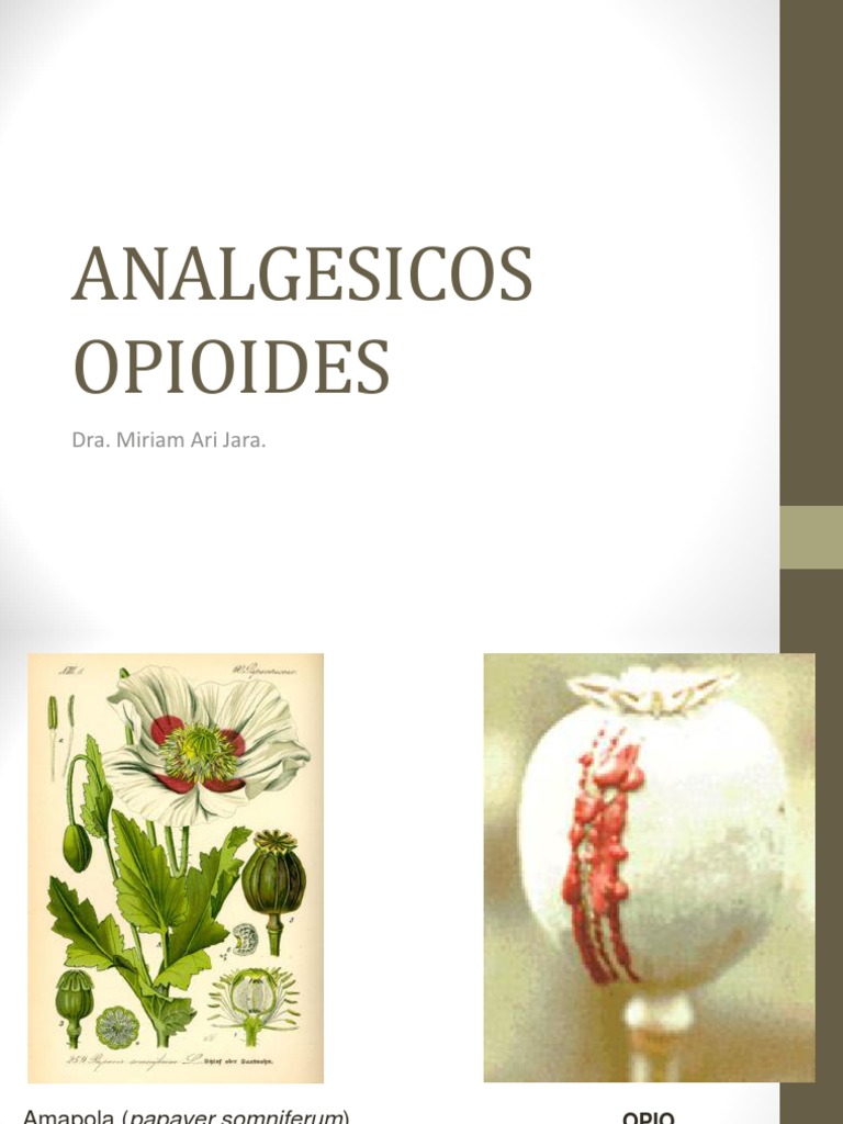 Analgesicos Opioides | PDF | Opioide | Analgésico