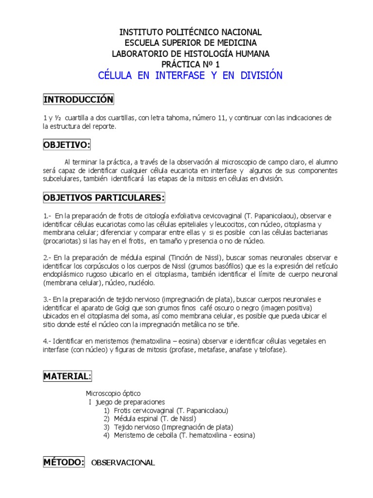 Práctica Célula en Interfase y en División | PDF | Nucleo celular | Biología Celular)