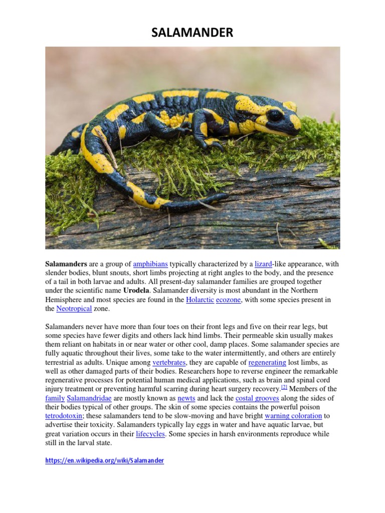 Salamander: Salamanders Are A Group of | PDF