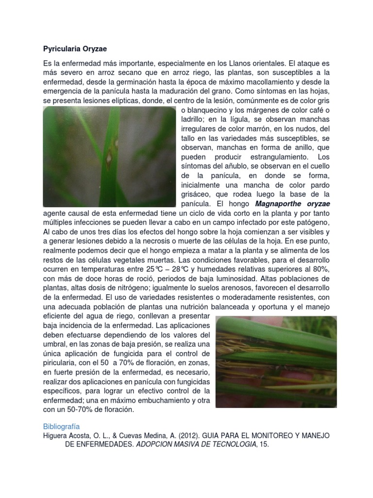 Pyricularia Oryzae | PDF | Plantas | Hongo